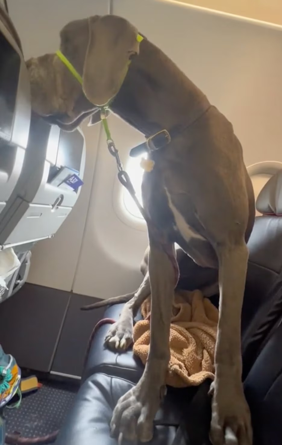 Jornal Somos - Homem compra três assentos para viajar com seu cão ...