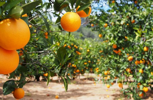 Jornal Somos - Brasil se destaca como maior produtor mundial de laranja ...